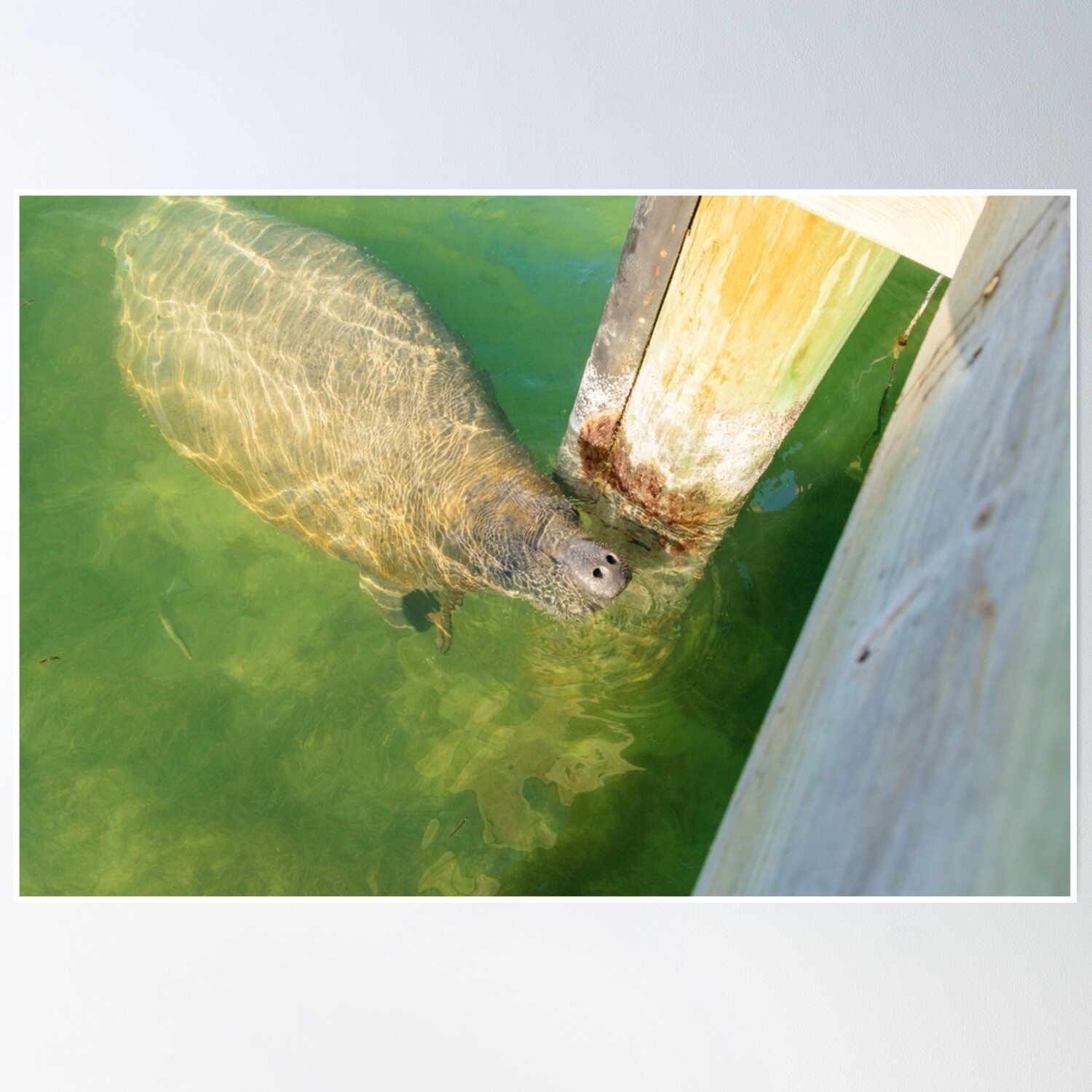 Wild Key Largo Manatee Poster Wall Art, Modern Wall Decor, 16x24 ...