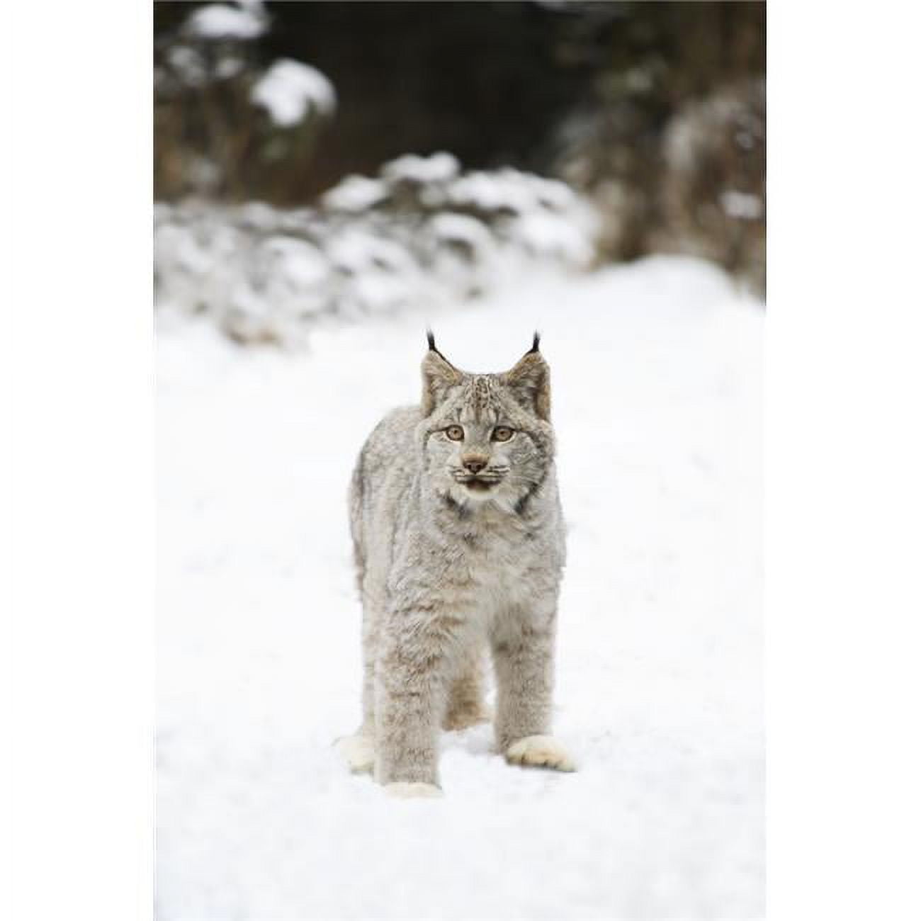 Wild Lynx Poster Print - Walmart.com