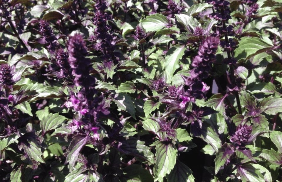 Wild Magic Basil Herb - 3" Pot - Fruity Fragrance - Herbalea - Walmart.com