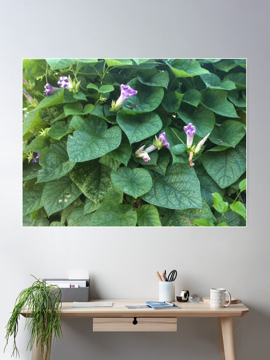 Wild Morning Glories Poster Wall Art, Modern Wall Decor For Living Room ...