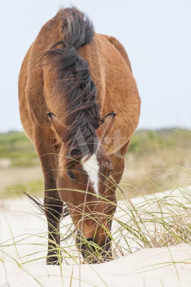 Wild Mustangs in Currituck National Wildlife Refuge, Corolla, Outer ...