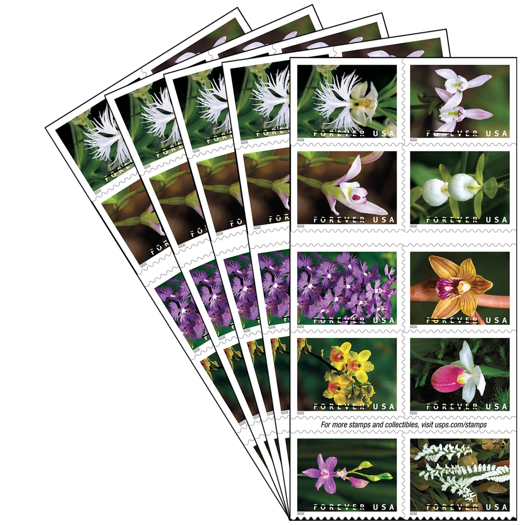 USPS Wild Orchids Forever Stamps - Floral Postage for Mailing, First ...