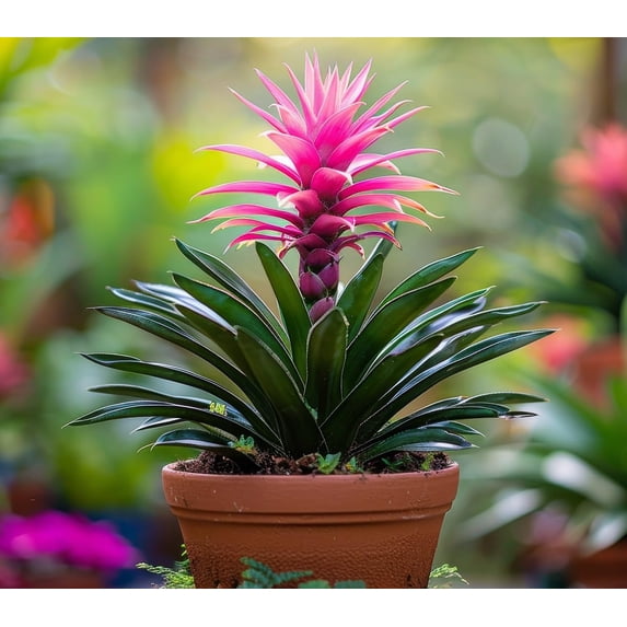 Wild Pineapple Bonsai Seeds for Planting (10 Seeds) - Bromelia Pinguin ...