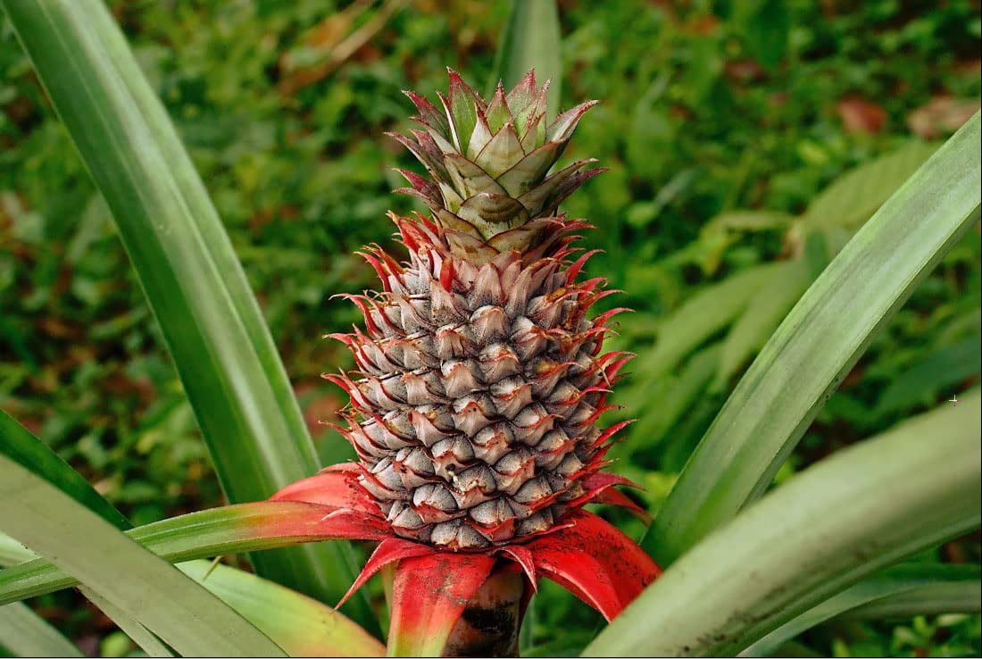 CZ Grain 10 Wild Pineapple (Bromelia pinguin) Plant Seeds - Walmart.com