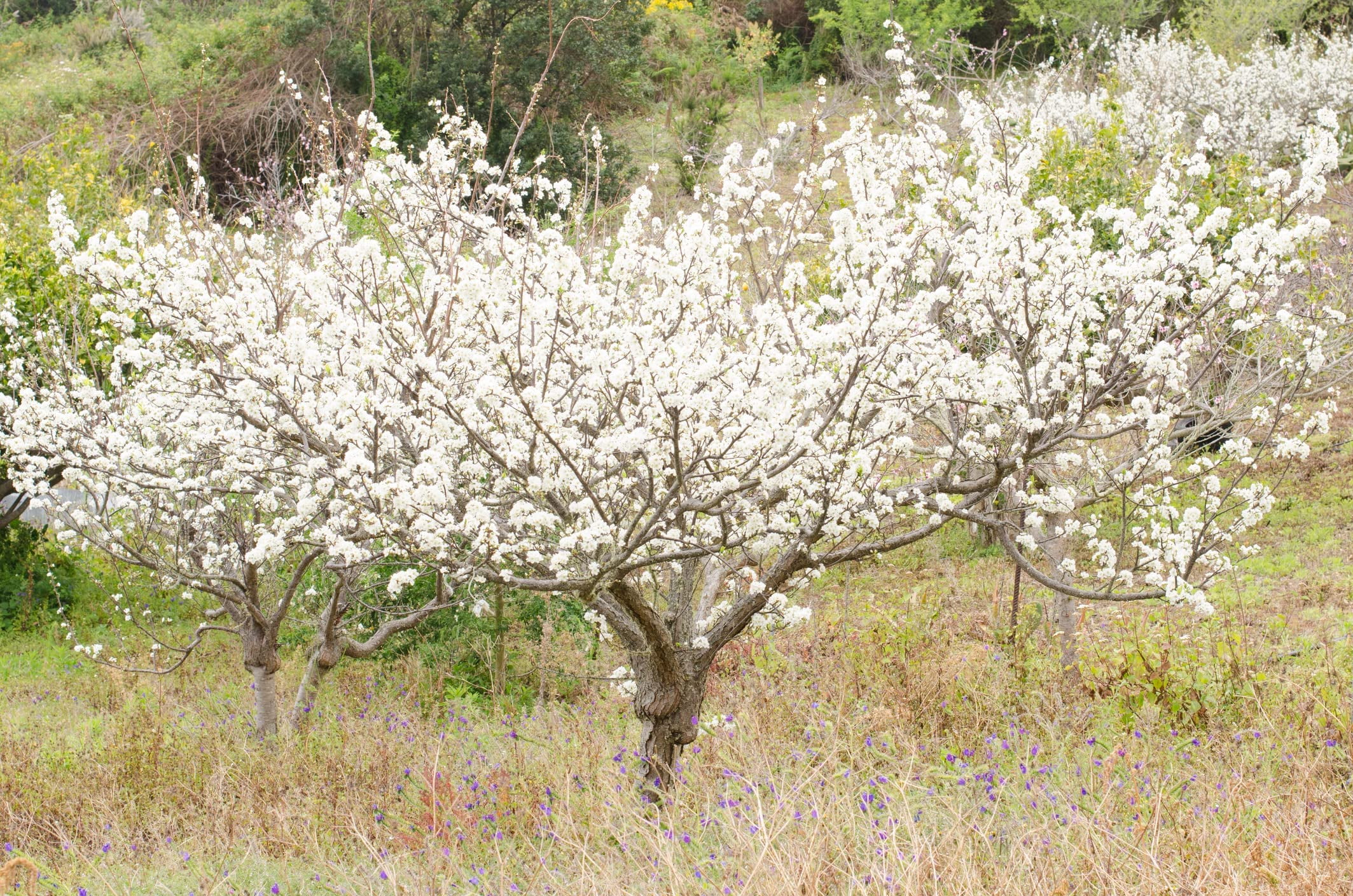 CZ Grain Wild Plum Tree Seeds - 10 Seeds, Ideal for Outdoor/Bonsai ...
