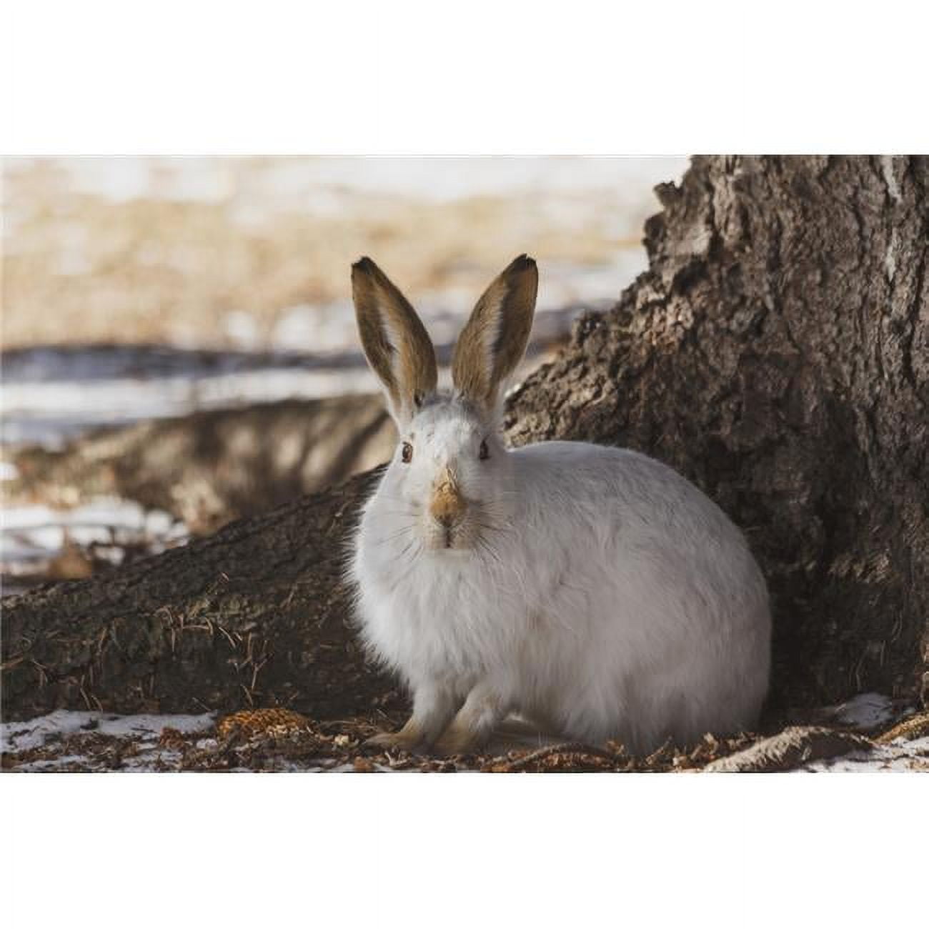 Wild Prairie Hare & White-Tailed Jack Rabbit in Winter Fur at The Foot ...