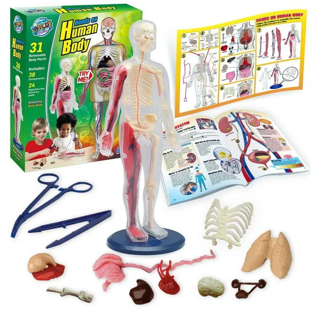 Wild! Science Hands-On Human Body Science Kit - Walmart.com