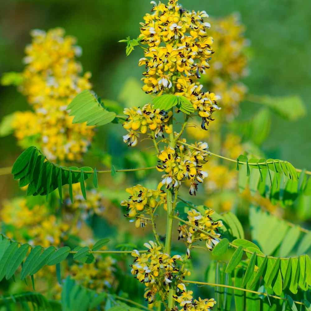 Wild Senna Seeds - Senna Hebecarpa - 200 Seeds - Walmart.com