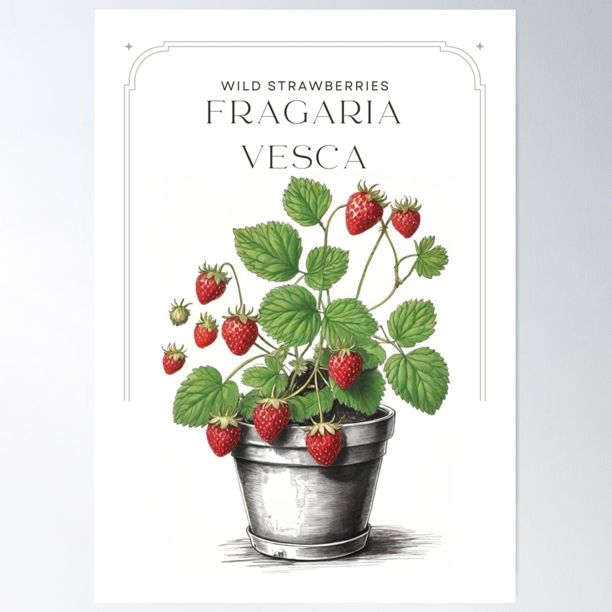 Wild Strawberries Fragaria Vesca Minimal Rustic Sketch By Callisc Arts ...
