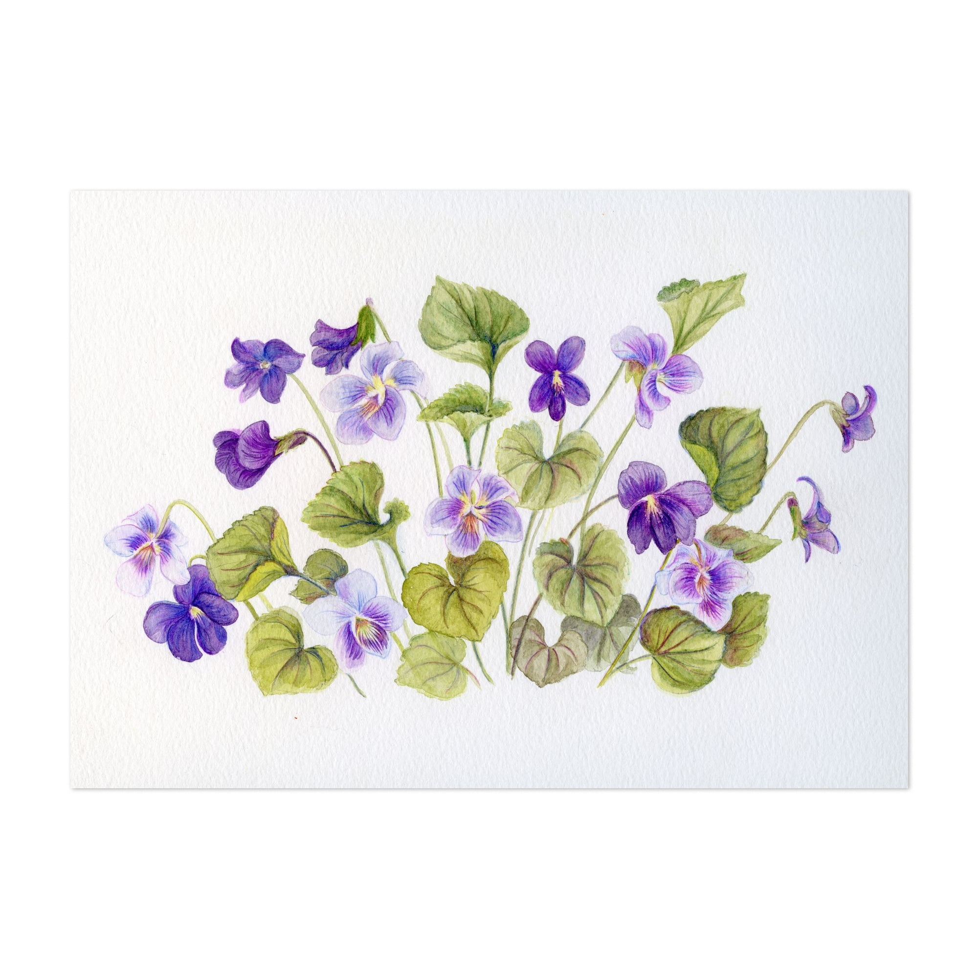 Wild Violets Botanical - Illustration Floral Botanical Flowers Nature ...