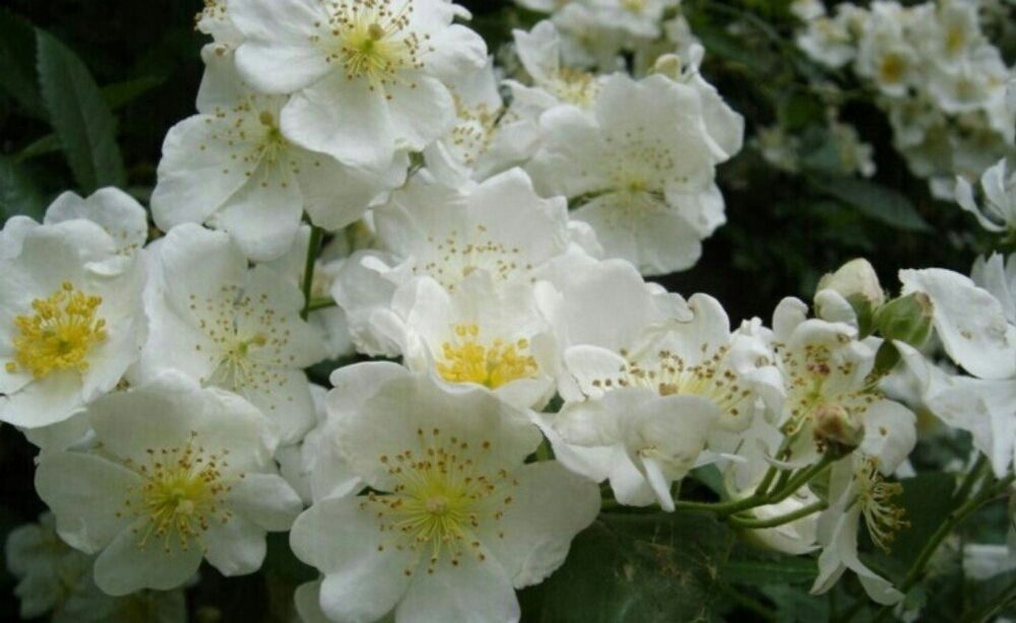 Wild White Climbing Rose Live Plant 3-4 foot bare root All Natural ...