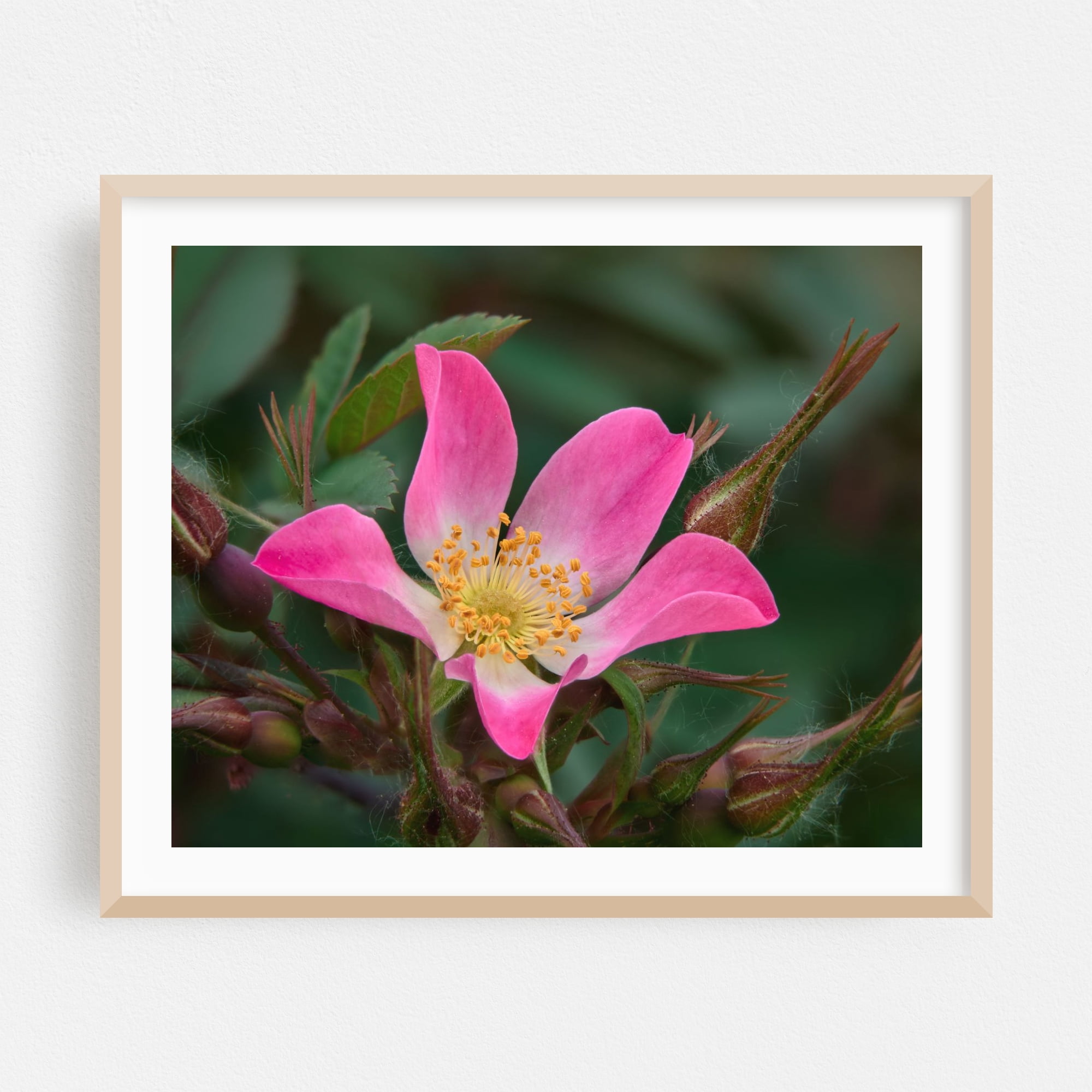 Wild rose - Photography Flowers Floral Botanical Nature Garden Summer ...