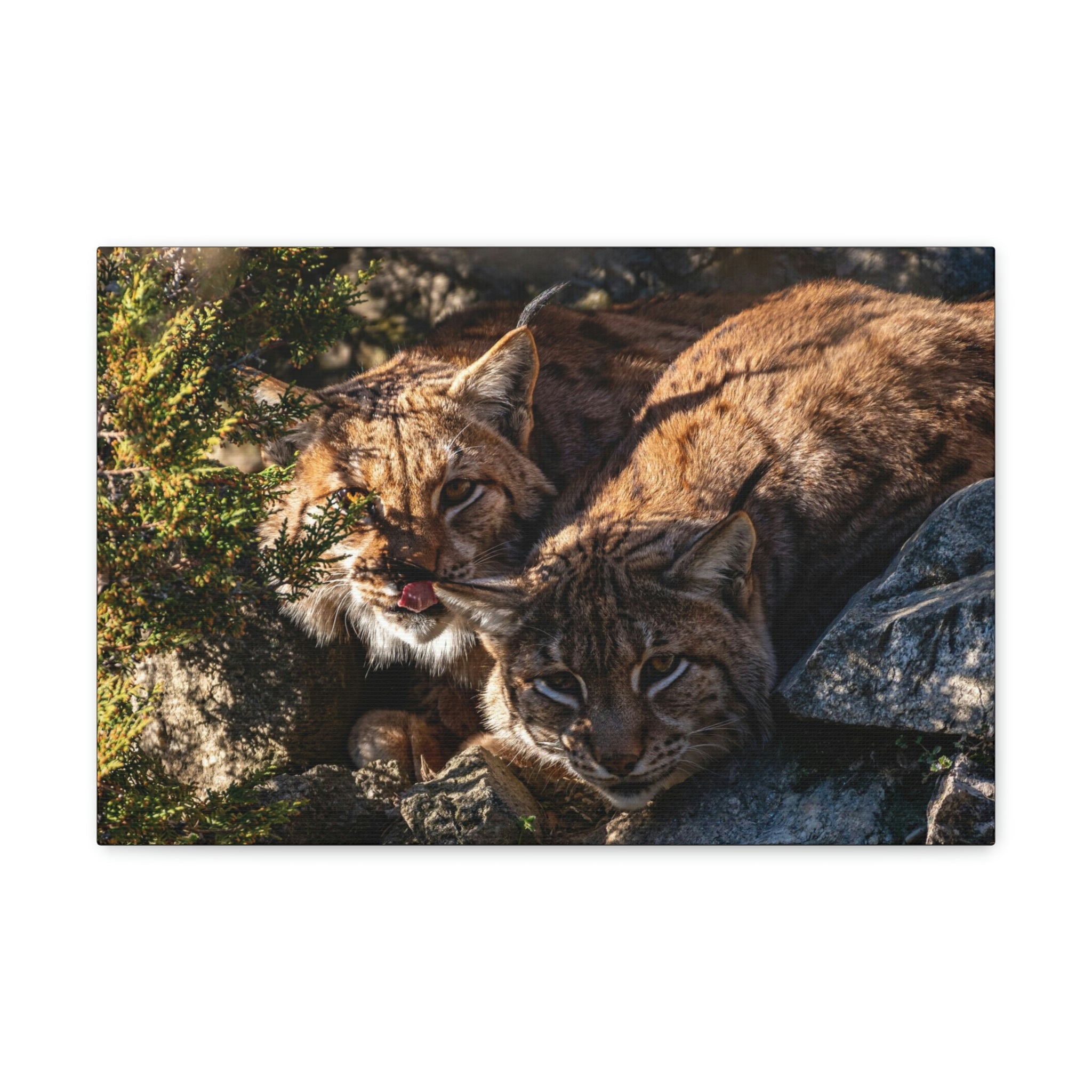 Wildcat Couple Wildcat Couple Print Animal Wall Art Wildlife Canvas ...