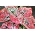 CZ Grain Wildfire Caladium Plant Bulbs (5 Count), Stunning Color Fast ...