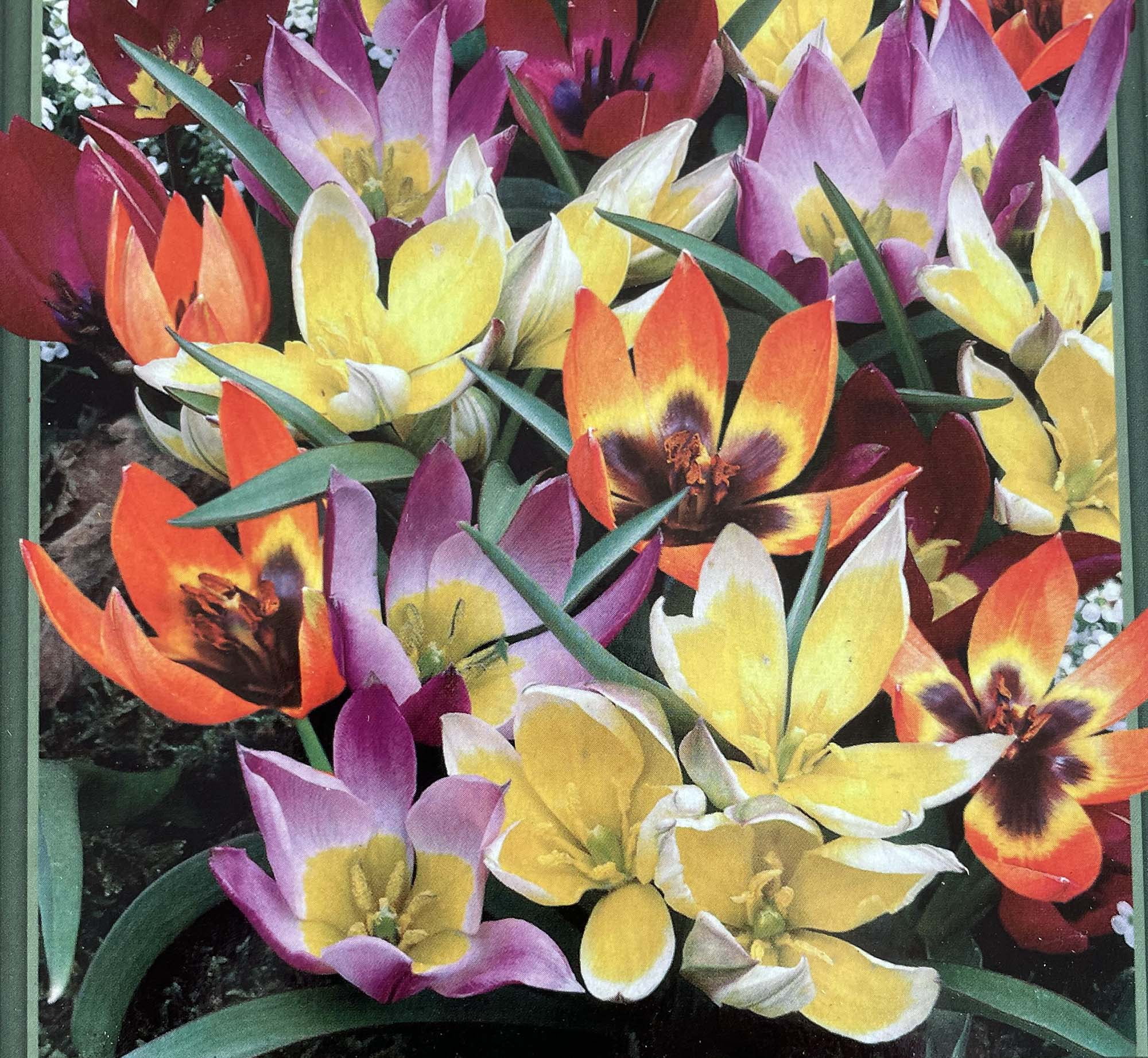 Wildflower Mix Tulip - 15 Bulbs - Very Hardy - 6/+ cm Bulbs - Walmart.com
