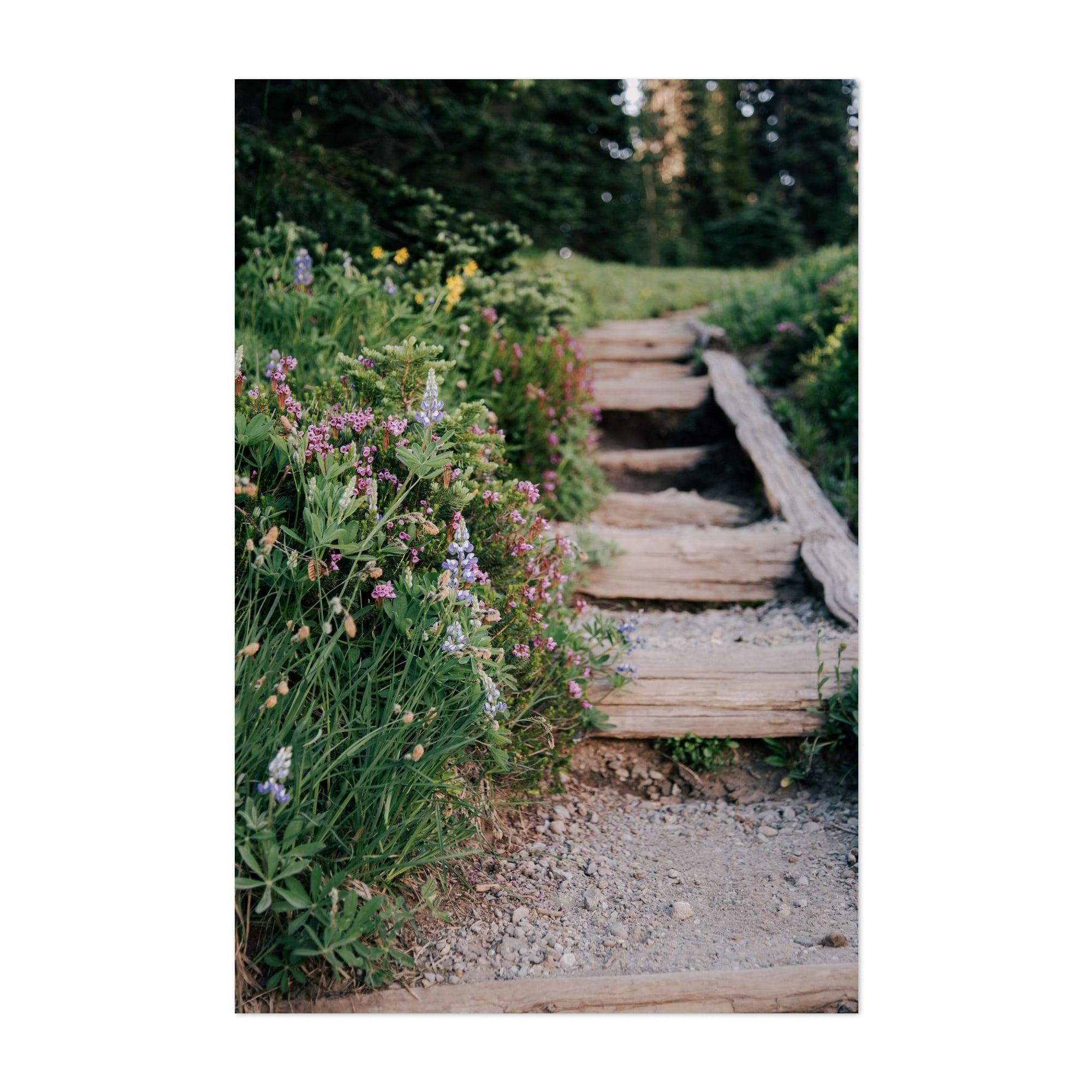 Wildflower Steps - Washington Photography Nature Flowers Woodland ...