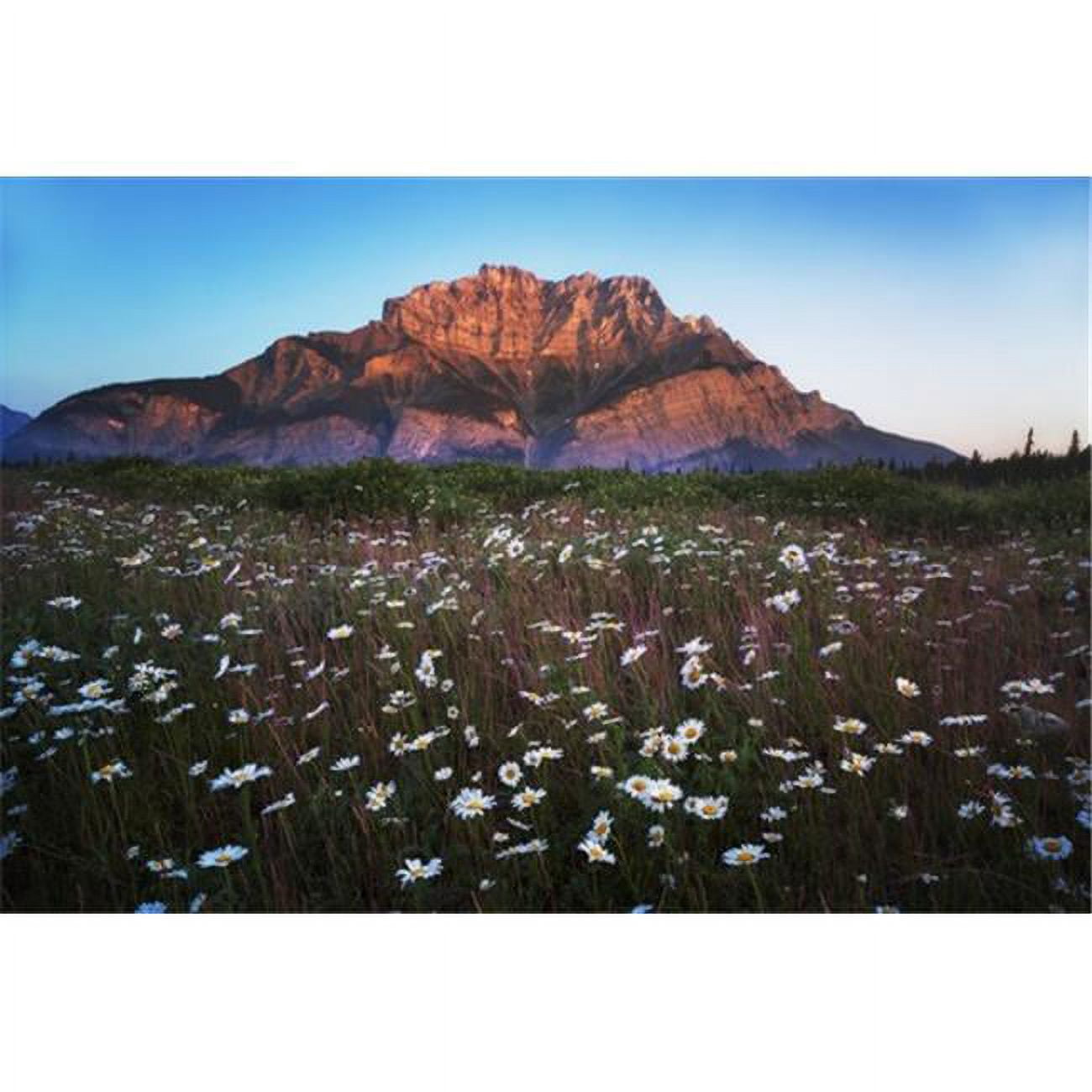 Wildflowers Growing in a Meadow with A Mountain in The Distance Near ...