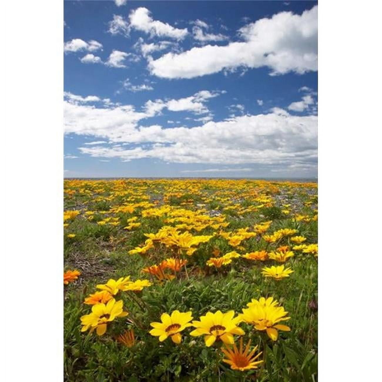 Wildflowers Marine Parade Napier Waterfront Hawkes Bay North Island New ...