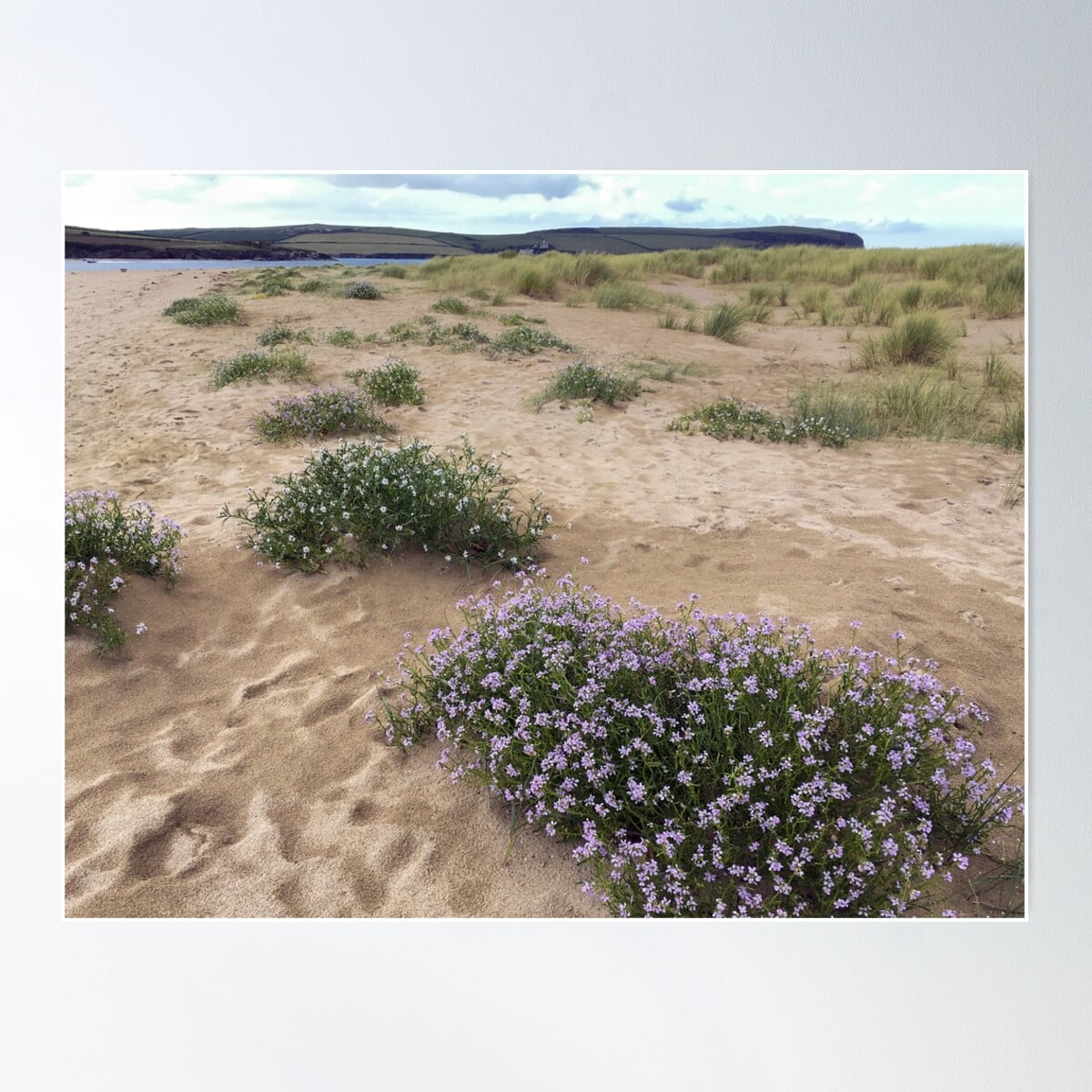 Wildflowers On Sandy Dunes Poster Wall Art, Modern Wall Decor For ...
