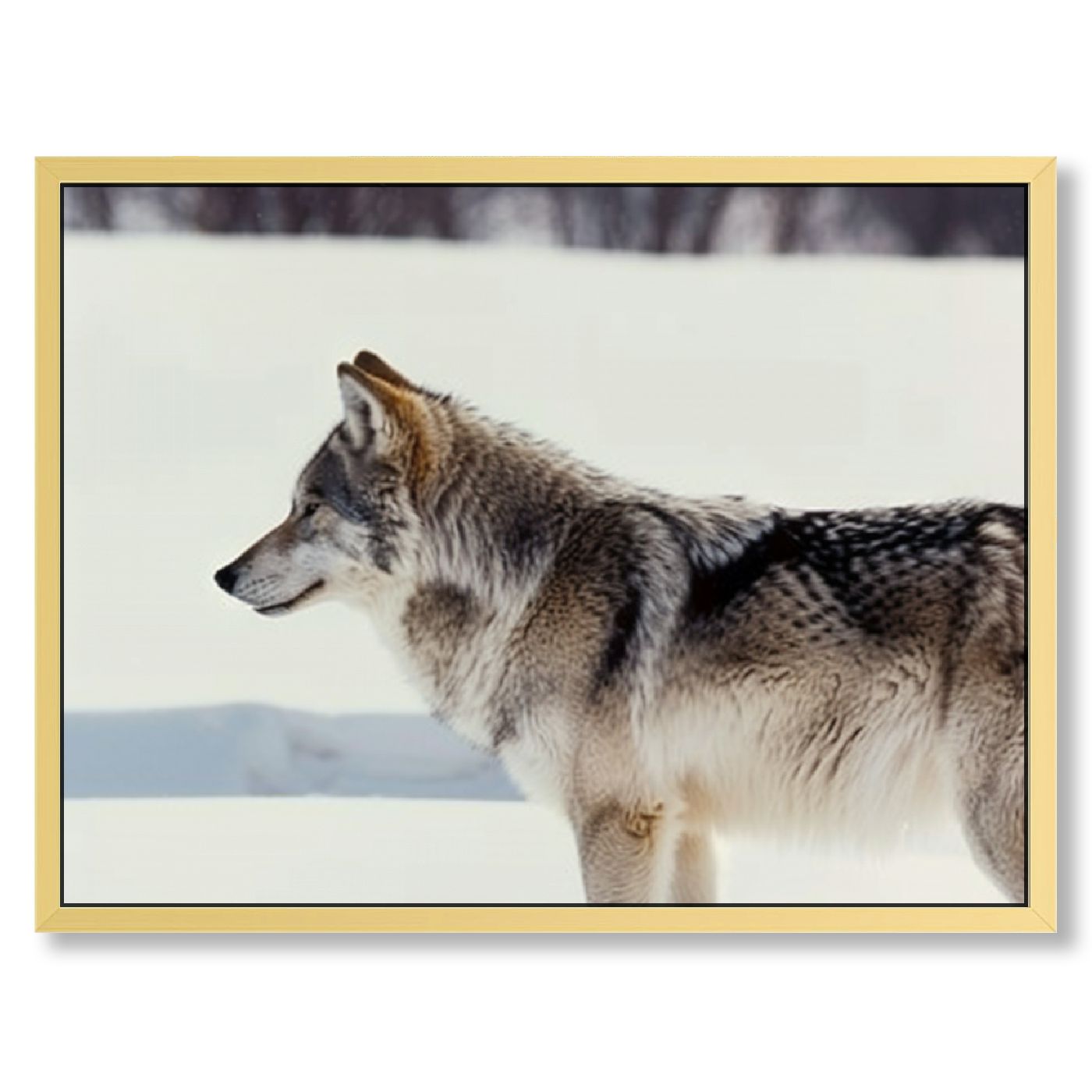Wildlife Animal Mammals in Snow landscape Wall Decor Art Print Picture ...