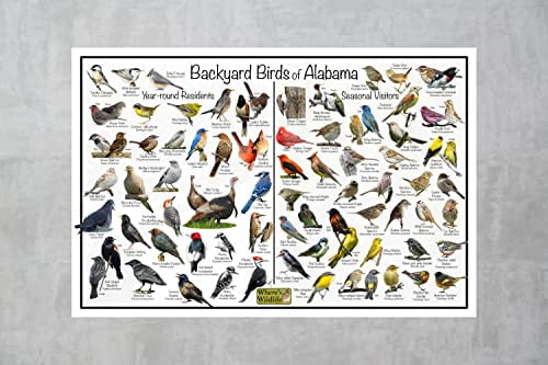 Where's Wildlife Backyard Birds of Alabama Bird Identification Poster ...