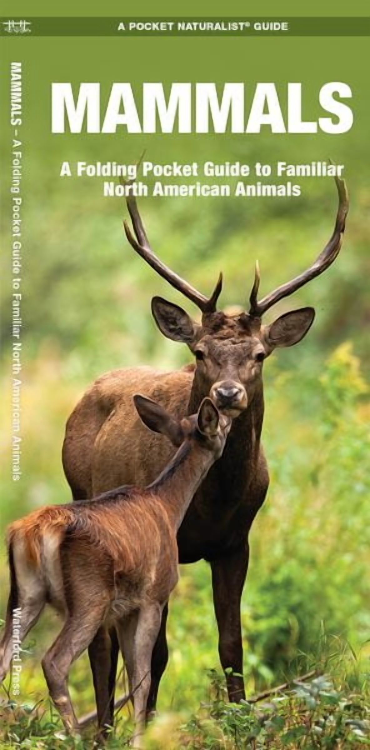 Wildlife and Nature Identification: Mammals : A Folding Pocket Guide to ...