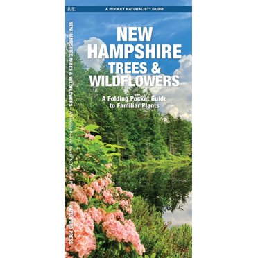 Drawing Trees : Trace Thirty Different Trees and Their Leaves, Branches ...