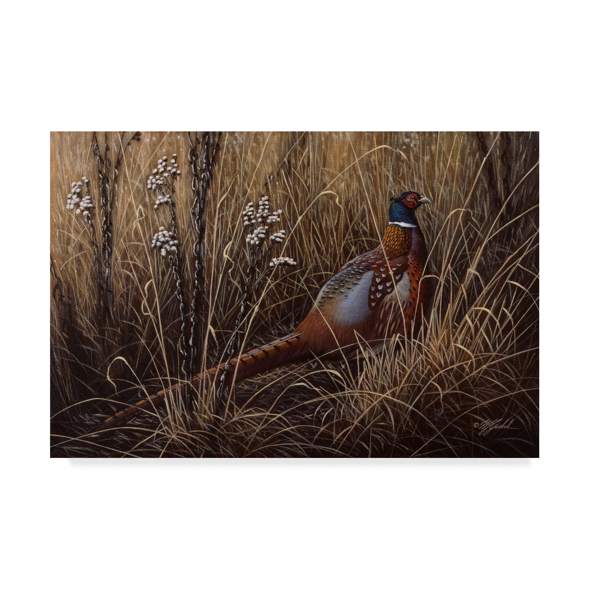 Wilhelm Goebel 'Pheasant In The Grass' Canvas Art - Walmart.com