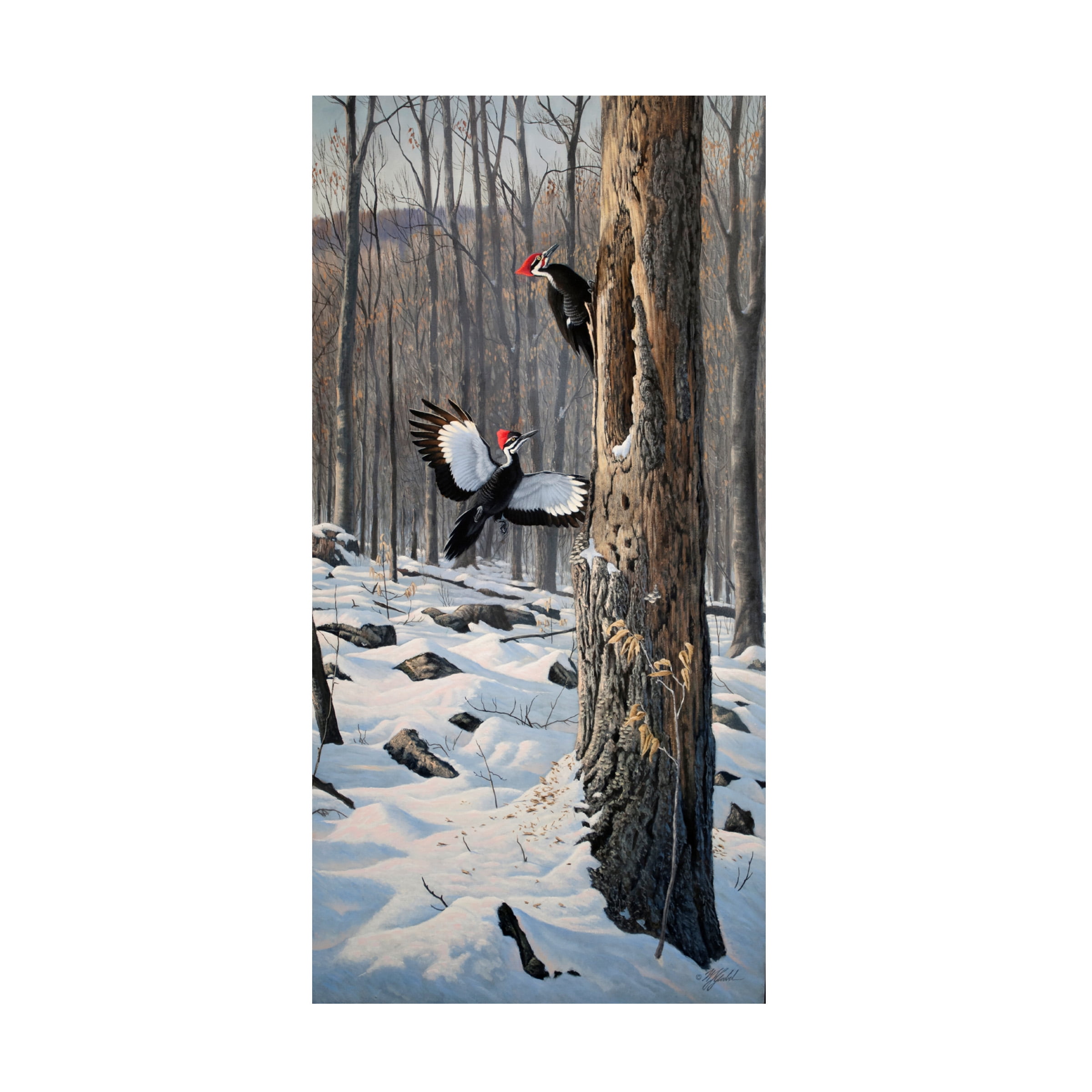 Wilhelm Goebel 'Swooping In Pileated Woodpeckers' Canvas Art - Walmart.com