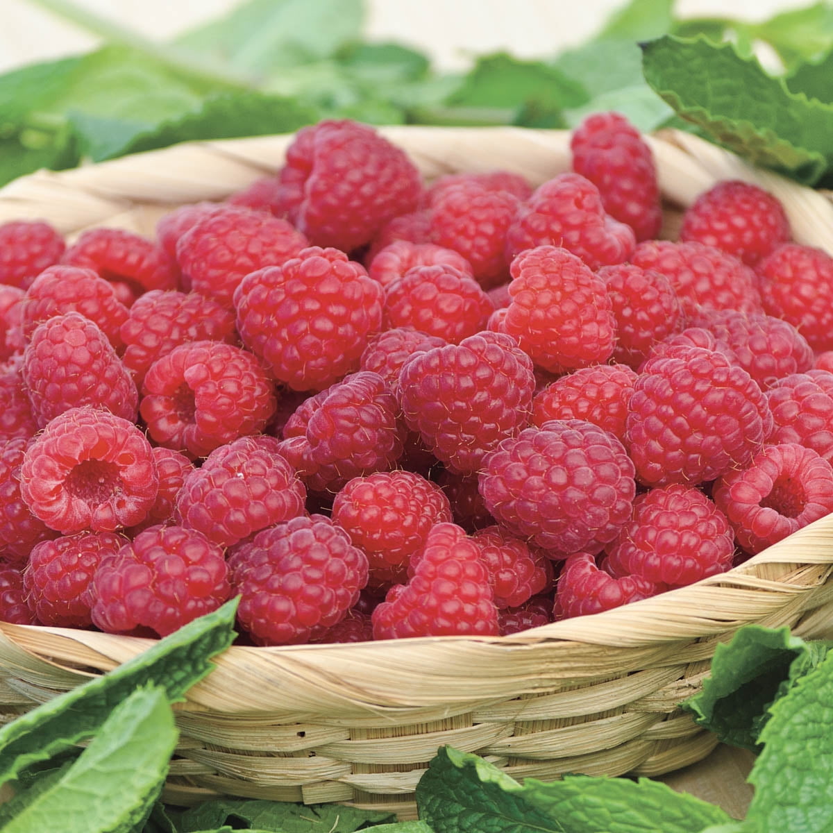 Willamette Raspberry Bush 1 Gallon Potted Fruit Bearing Plant (1-Pack ...