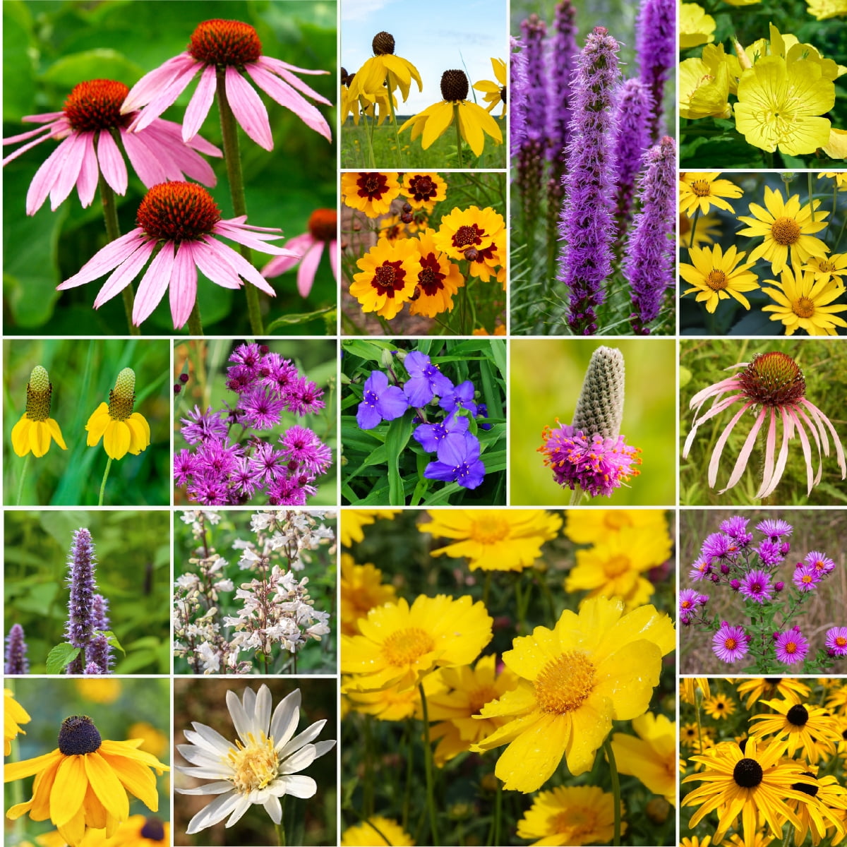 Willard & May Midwest All Perennial Wildflower Seed Mix for Pollinators ...