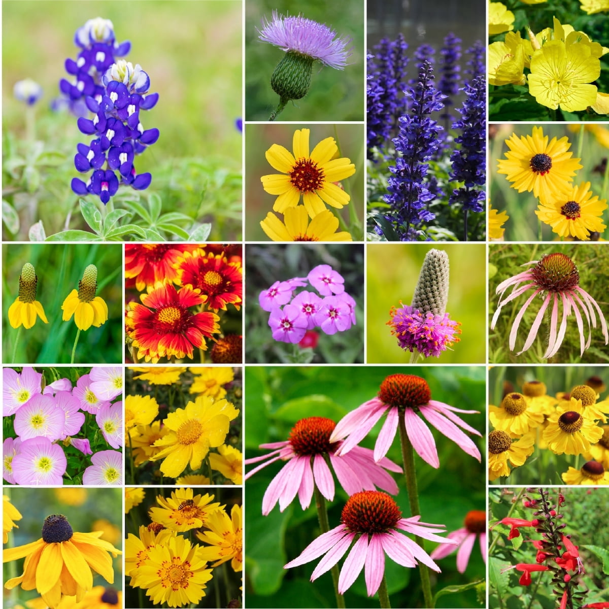 Willard & May South Central All Perennial Wildflower Seed Mix, 25,000 ...