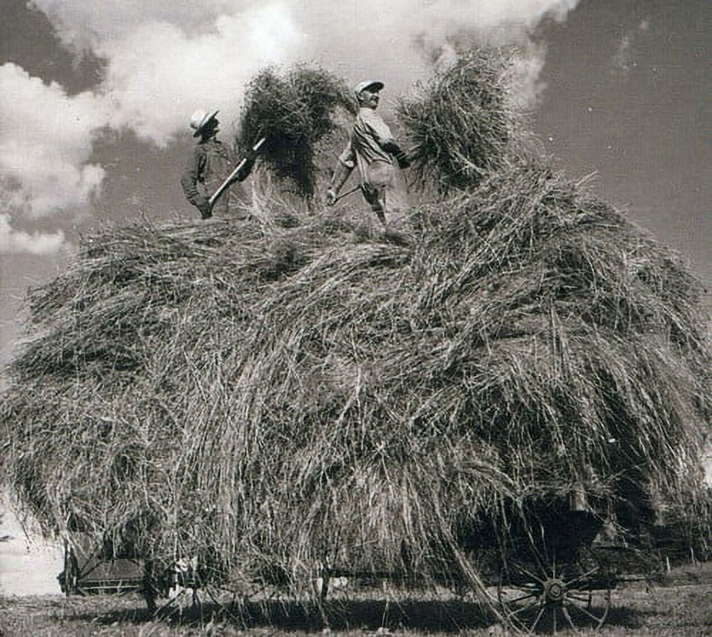 William Elliott Whitmore - Field Songs - Music & Performance - CD ...