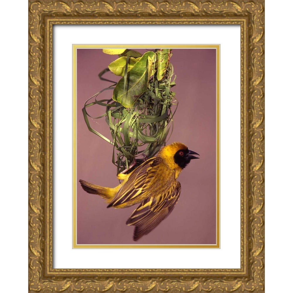 Williams, Joanne 11x14 Gold Ornate Wood Framed with Double Matting ...