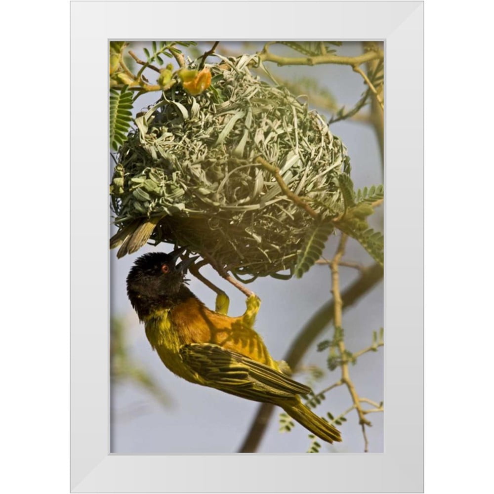 Williams, Joanne 13x18 White Modern Wood Framed Museum Art Print Titled ...