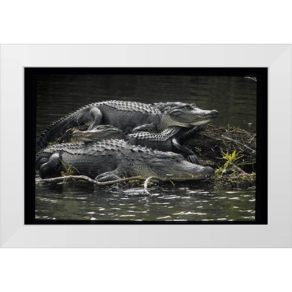 Williams, Joanne 14x10 White Modern Wood Framed Museum Art Print Titled ...