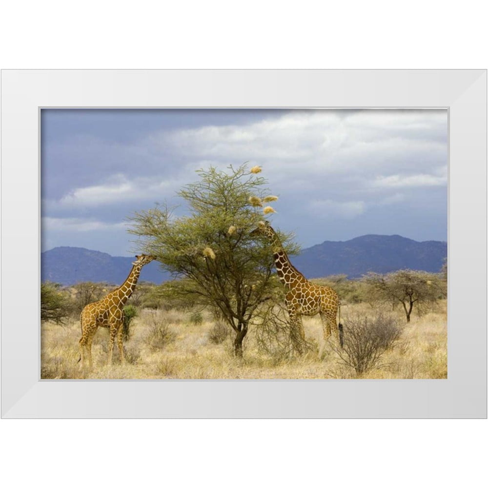 Williams, Joanne 14x11 White Modern Wood Framed Museum Art Print Titled ...