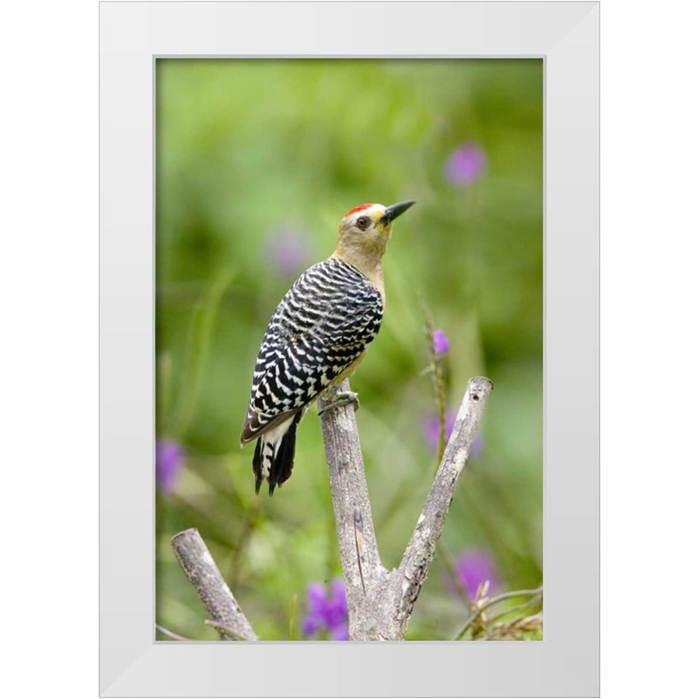 Williams, Joanne 17x24 White Modern Wood Framed Museum Art Print Titled ...