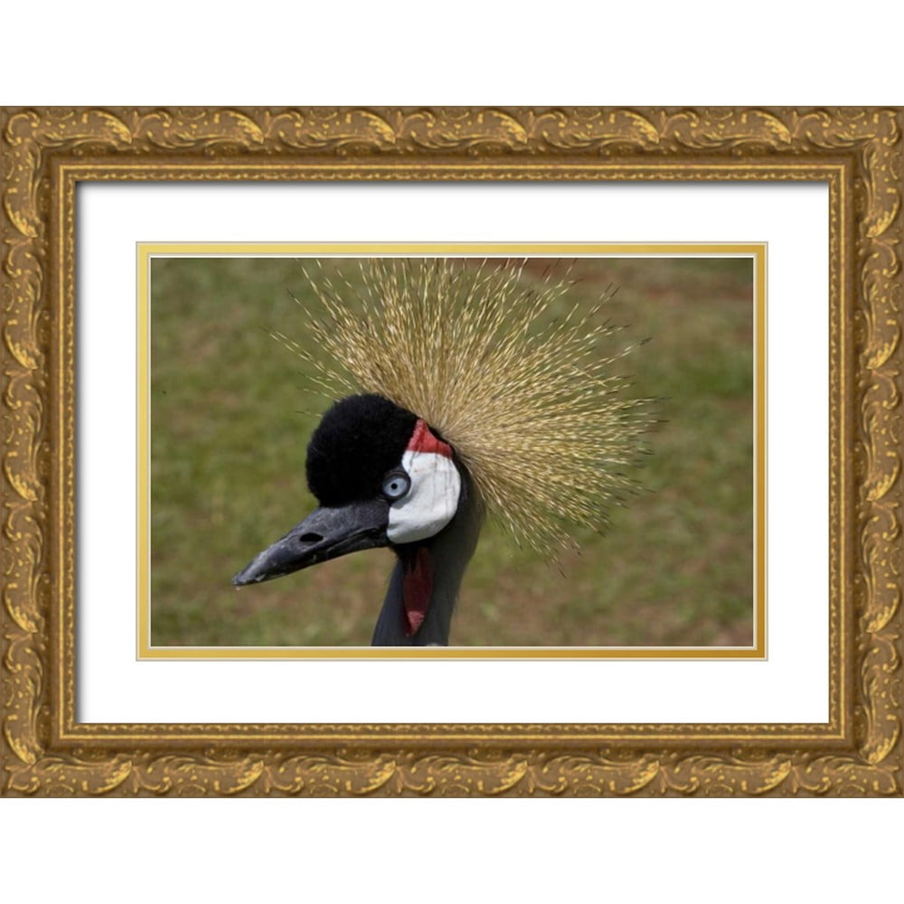 Williams, Joanne 18x13 Gold Ornate Wood Framed with Double Matting ...