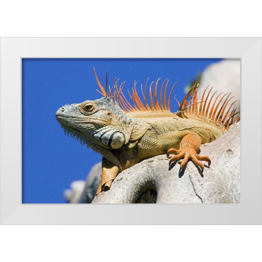 Williams, Joanne 18x13 White Modern Wood Framed Museum Art Print Titled - Florida, Lighthouse ...