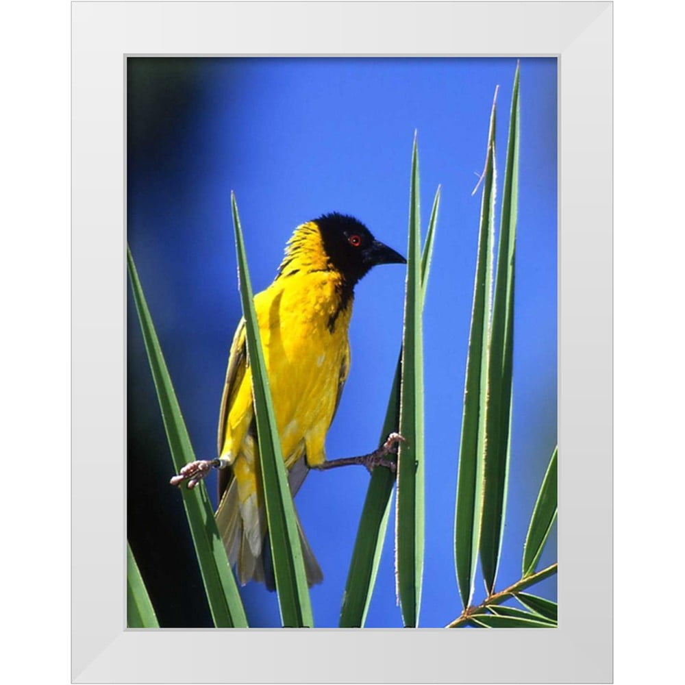 Williams, Joanne 19x24 White Modern Wood Framed Museum Art Print Titled ...