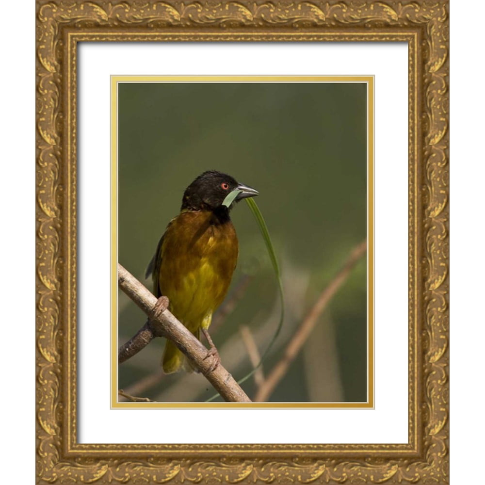 Williams, Joanne 20x24 Gold Ornate Wood Framed with Double Matting ...