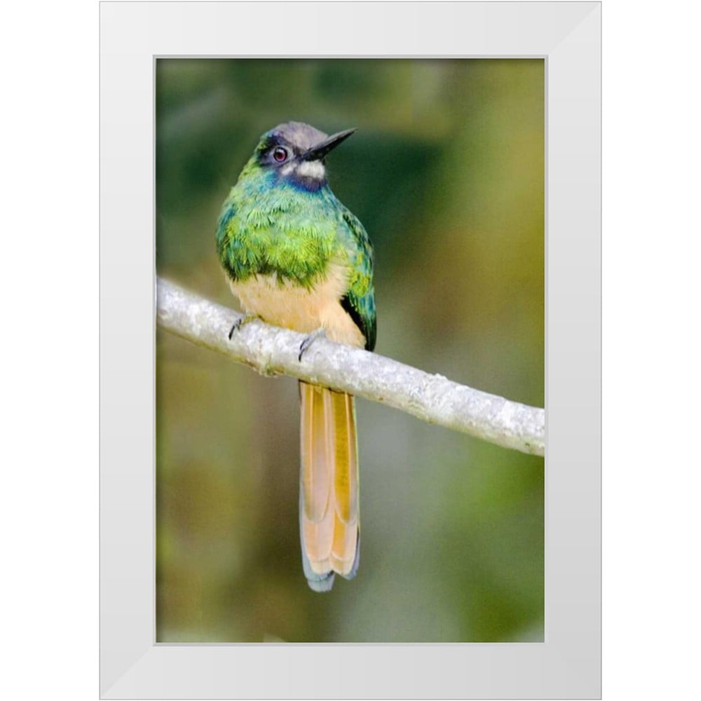 Williams, Joanne 23x32 White Modern Wood Framed Museum Art Print Titled - Ecuador, Napo Reserve ...