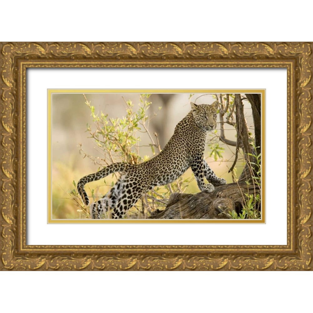 Williams, Joanne 24x16 Gold Ornate Wood Framed with Double Matting ...