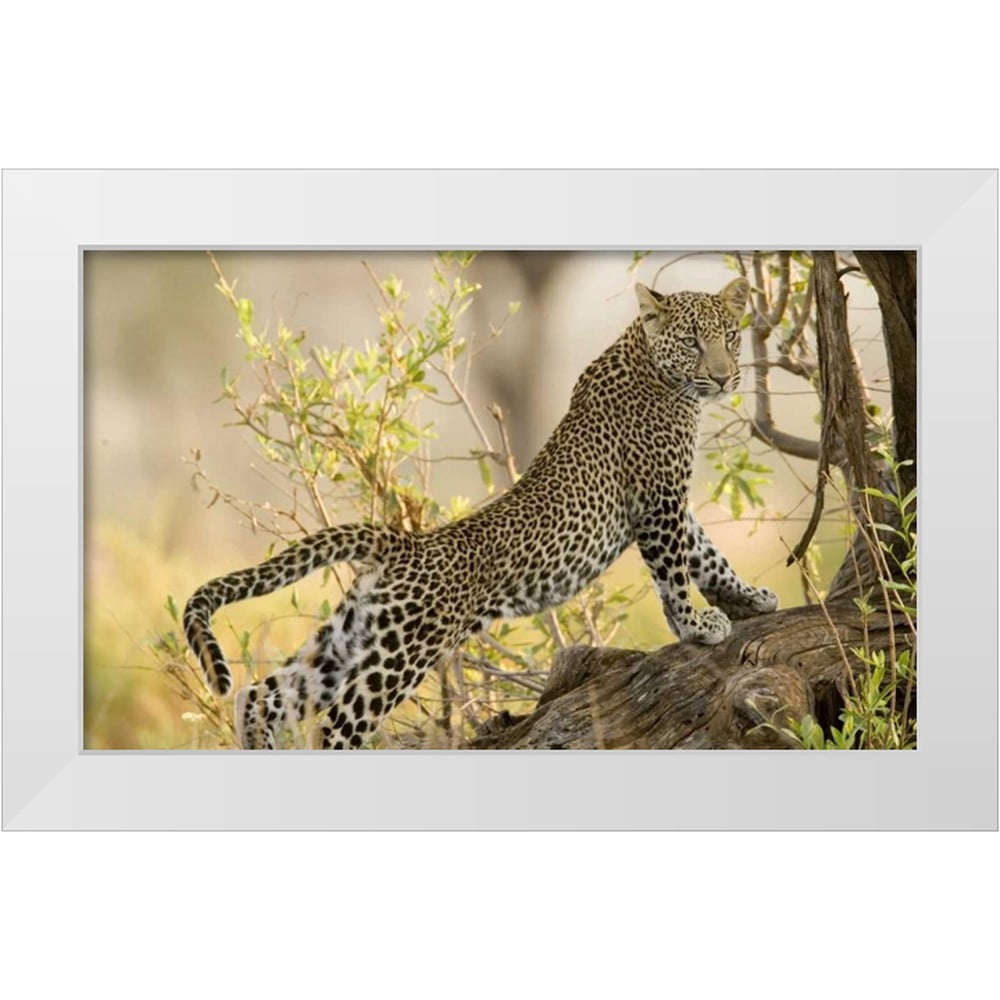 Williams, Joanne 24x16 White Modern Wood Framed Museum Art Print Titled ...