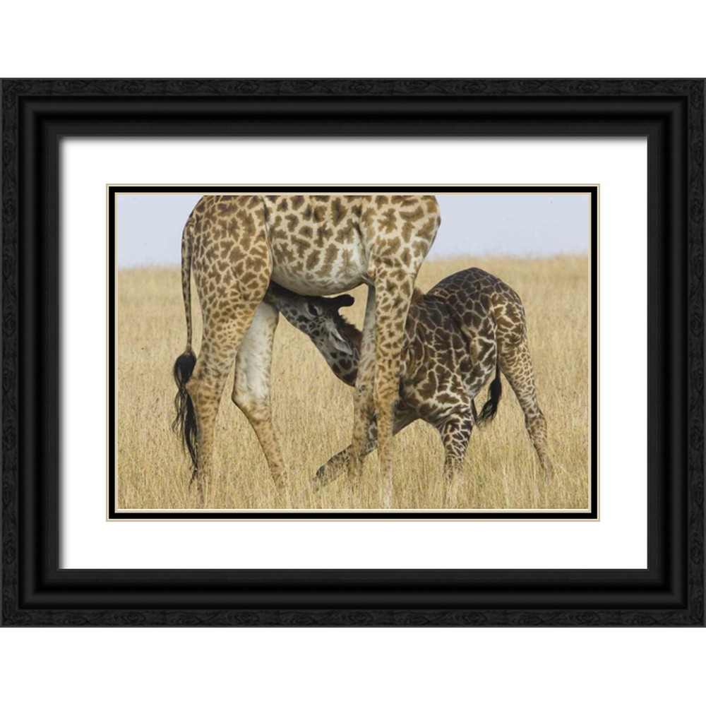 Williams, Joanne 24x17 Black Ornate Wood Framed with Double Matting ...