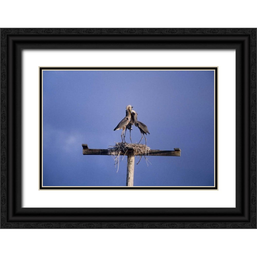 Williams, Joanne 24x18 Black Ornate Wood Framed with Double Matting ...