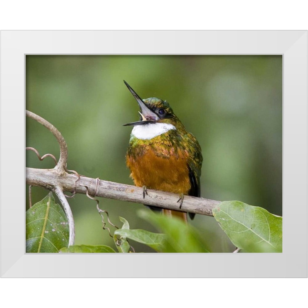 Williams, Joanne 24x19 White Modern Wood Framed Museum Art Print Titled - Ecuador Rufous-tailed ...