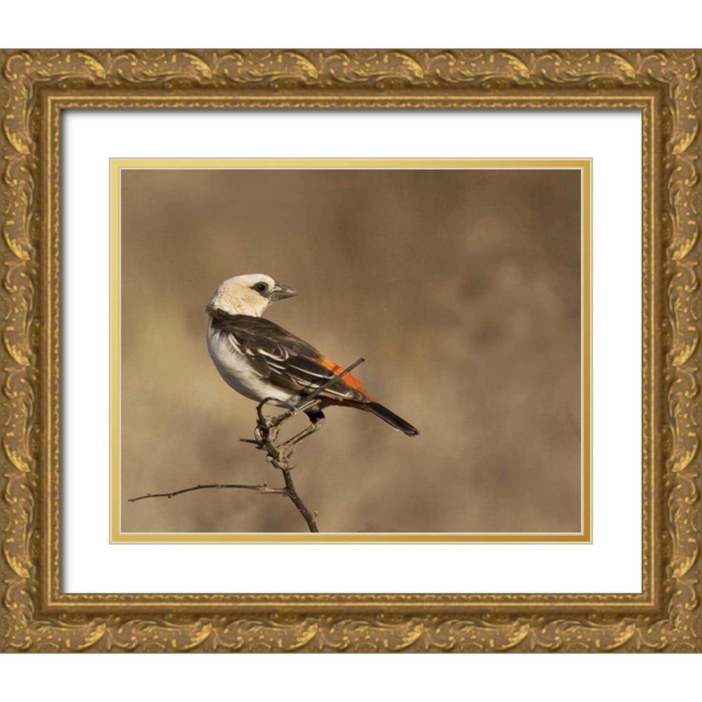 Williams, Joanne 24x20 Gold Ornate Wood Framed with Double Matting ...