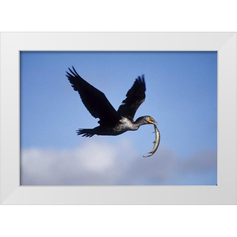 Williams, Joanne 32x23 White Modern Wood Framed Museum Art Print Titled ...